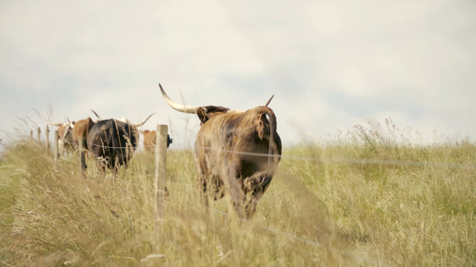 Das beste vom Rind - Wissenswertes vom Bauerhof